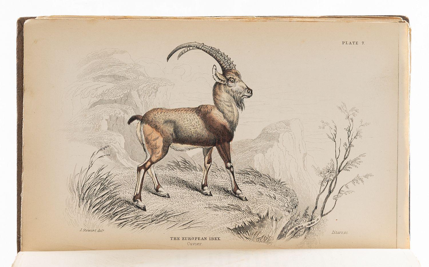 The Naturalist's Library. Mammalia. Vol IV. Ruminantia. Part II. The ...