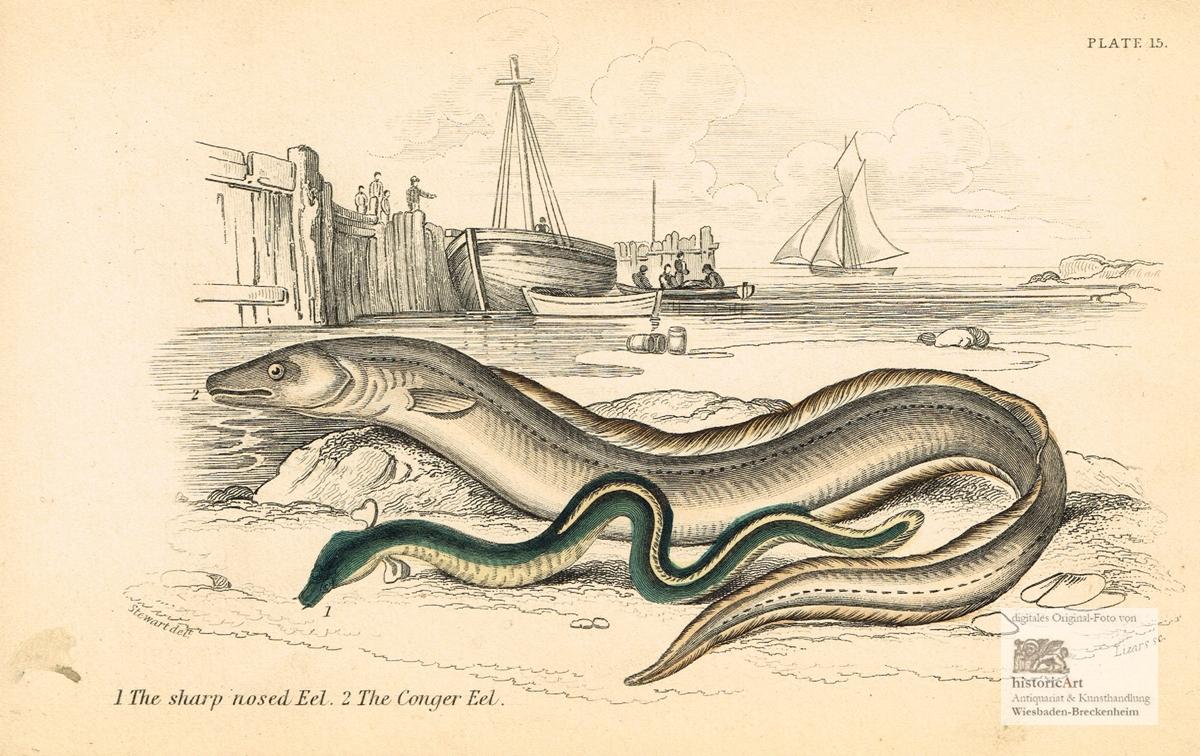 The sharp nosed Eel. The Conger Eel. Aal und Conga. Altkolorierter ...