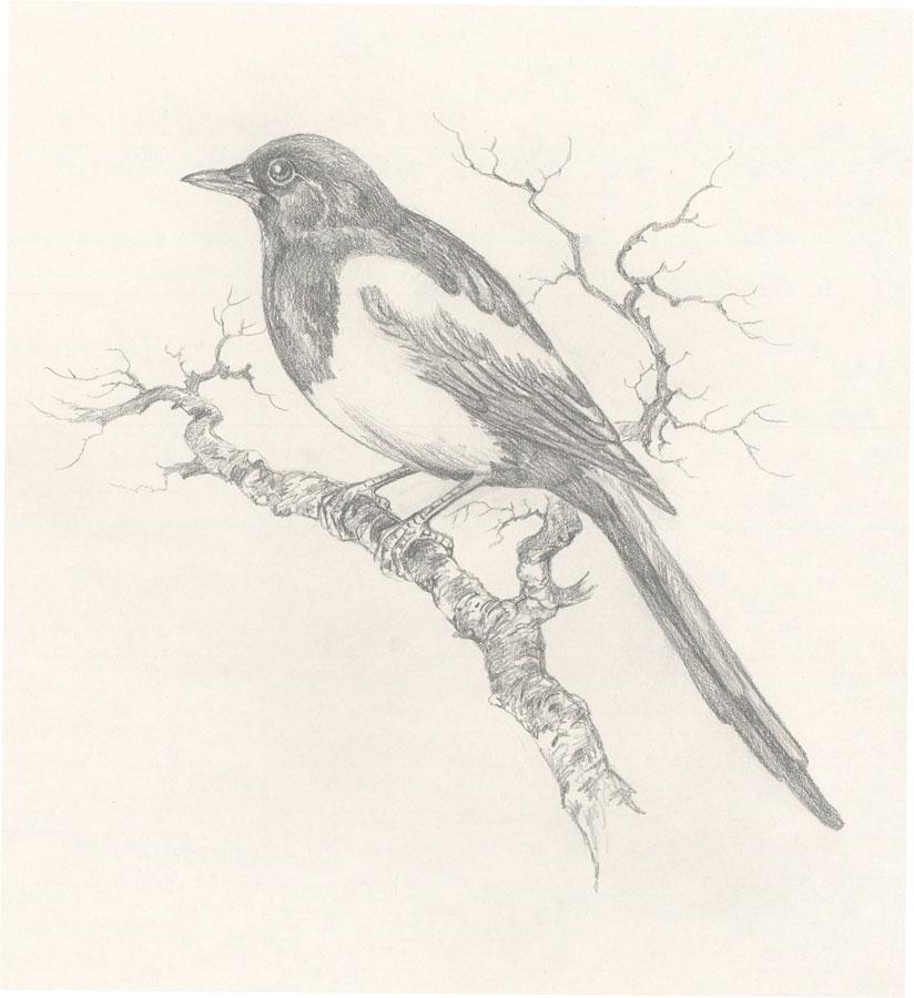 wildlife paintings of - ZVAB