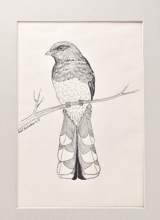 Original Pen and Ink Drawing of Mexican Trogon, Trogon mexicanus ...