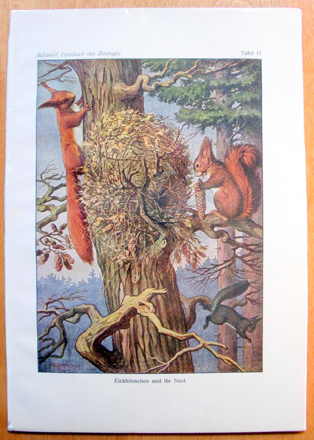 Antique Chromolithograph. Squirrels at Their Nest. by Dr. Otto Schmeil ...