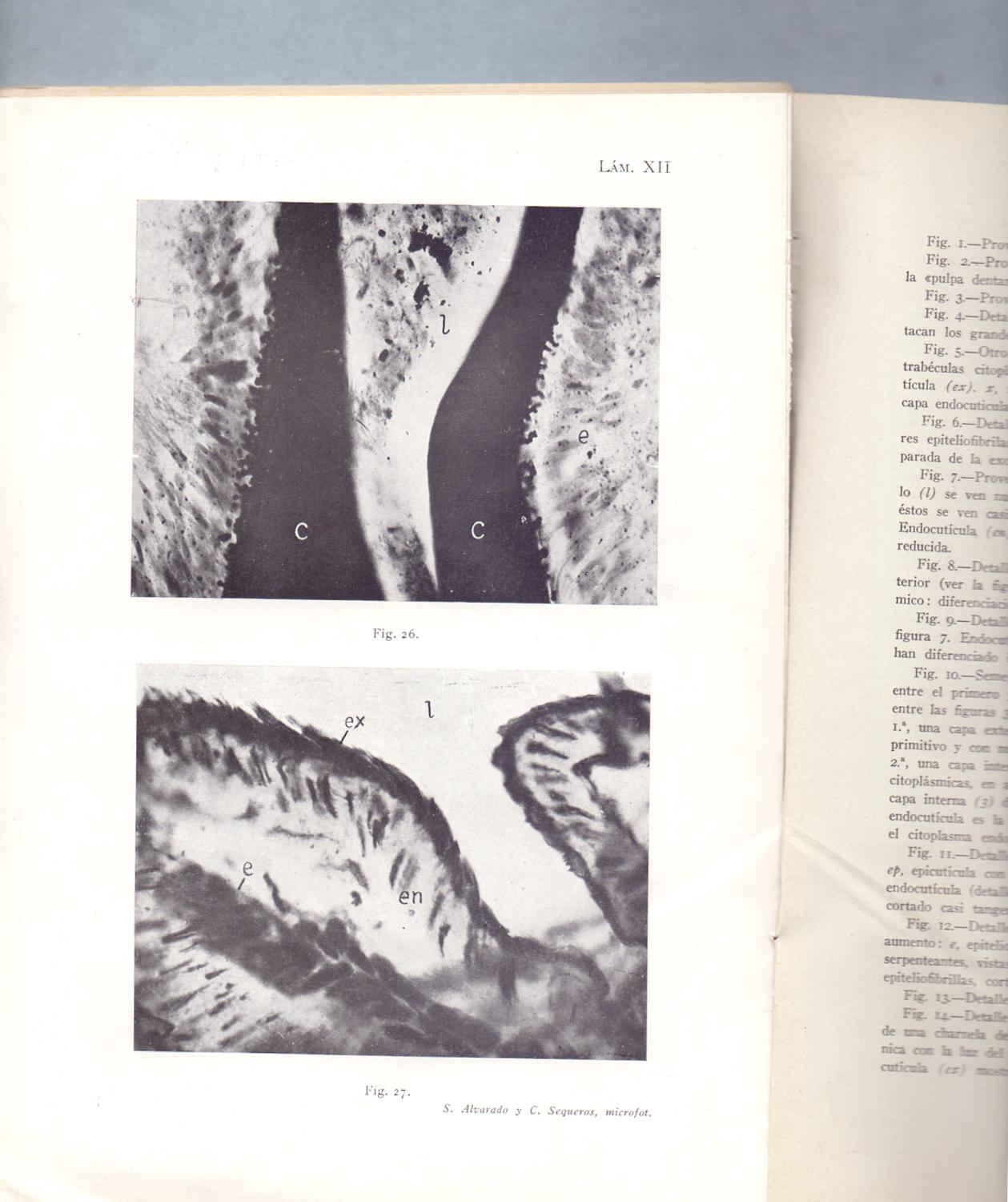 LA ESTRUCTURA DE LA CUTICULA DE LOS INSECTOS by Salustio Alvarado y ...