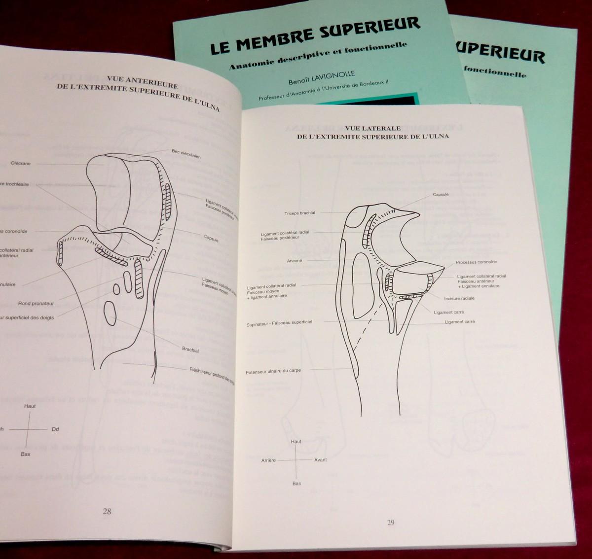 LE MEMBRE SUPERIEUR - Anatomie descriptive et fonctionnelle - Tome 1 : Os, articulations et ...
