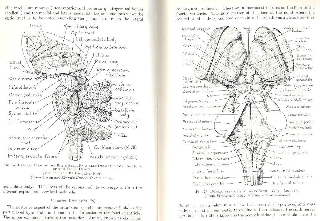 The Basis of Clinical Neurology : the anatomy and physiology of the ...