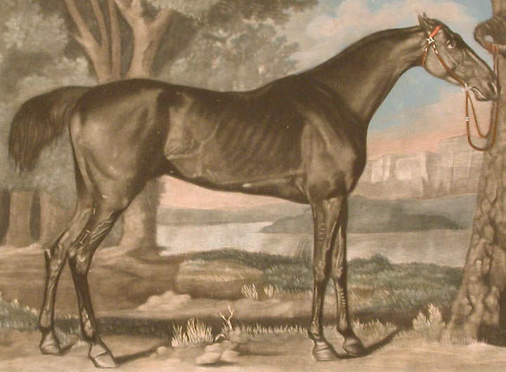 Pangloss belonging to Lord Grosvernor de STUBBS, George engraved by ...