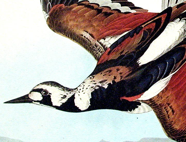 Turnstone. From "The Birds of America" (Amsterdam Edition) by AUDUBON ...