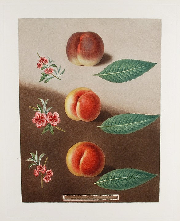 [Peach] Millet's Peach, Superb Royal Peach, Double Swalsh Peach by ...