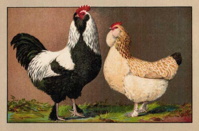 Faverolles. Hahn und Henne. von Hühner: Kunst / Grafik / Poster ...