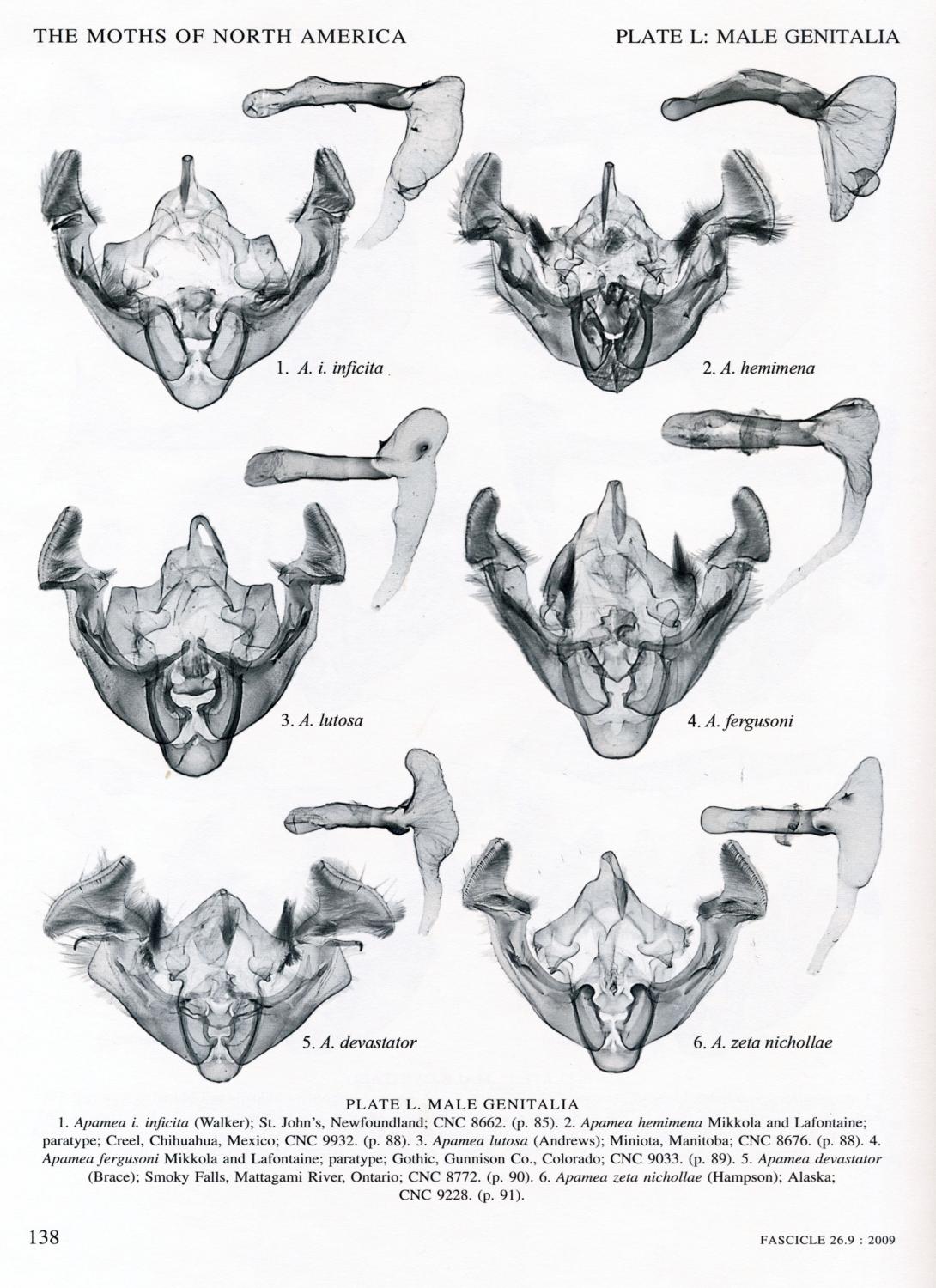 Moths of North America, Fascicle 26.9. Noctuoidea: Noctuidae: Xyleninae ...