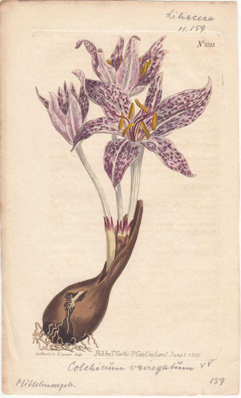 Curtis - Colchicum Variegatum. Altkolorierter Kupferstich aus Botanical ...
