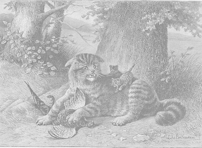 Wildkatzenmutter mit ihren Jungen. Holzstich von Ludwig Beckmann, aus ...