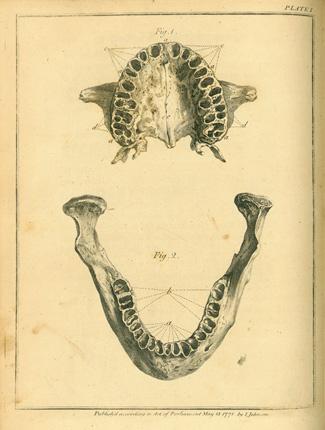 The natural history of the human teeth by Hunter, John: (1778) | Jeremy ...