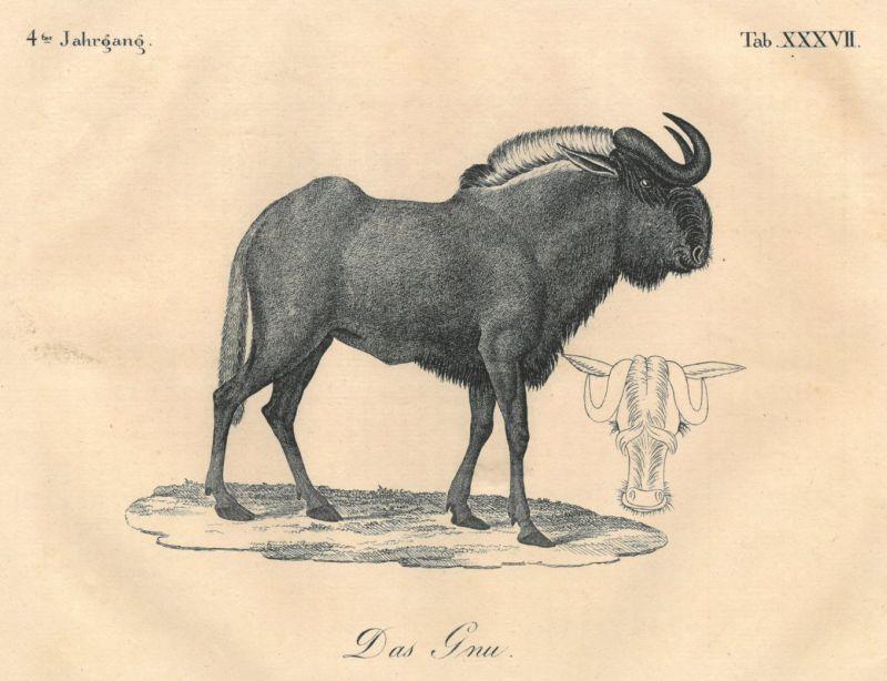 ANTILOPE. - Gnu. ANTILOPE. - Gnu.