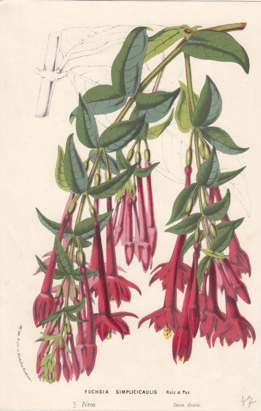 Fuchsia simplicicaulis Ruiz & Pav. Lithographie aus: Flores des serres ...