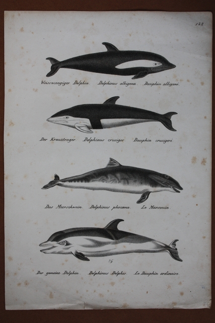 Delfine, Lithographie um 1860 mit der Darstellung von vier Delfinarten ...