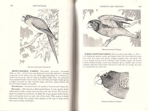 Birds of Mexico: a guide for field identification. by Blake, Emmet Reid ...