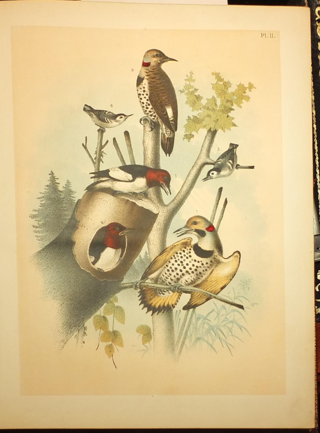 Studer's Popular Ornithology: The Birds of North America by STUDER ...