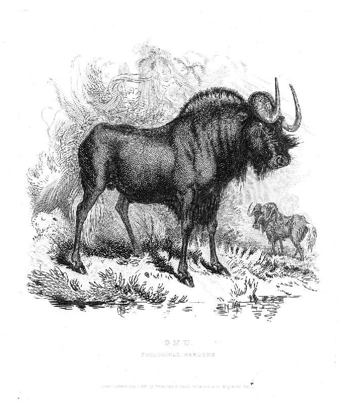 ANTILOPE. - Gnu. ANTILOPE. - Gnu.