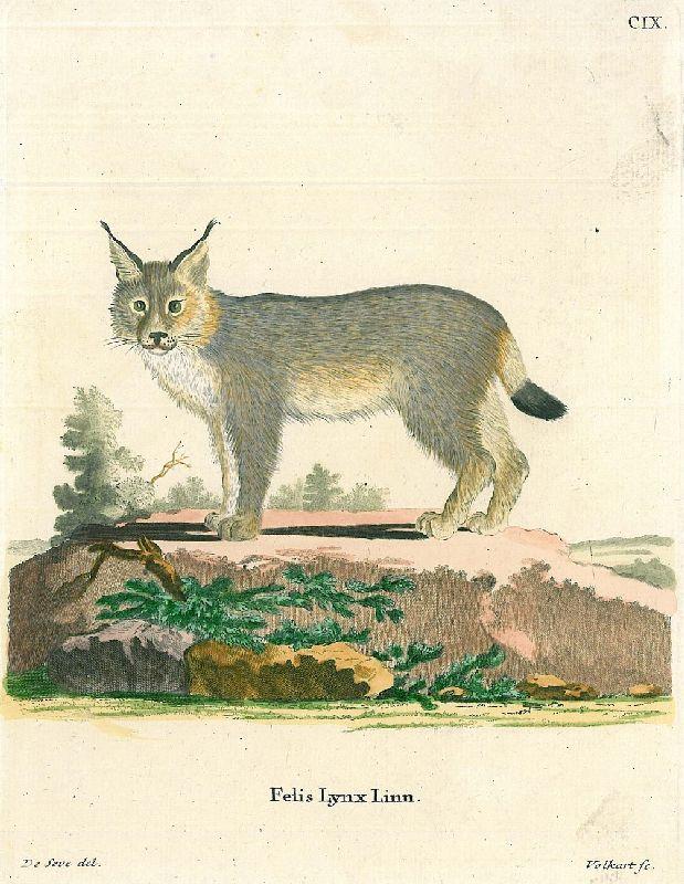 LUCHS. "Felis Lynx Linn". Luchs.: Kunst / Grafik / Poster | Franziska ...