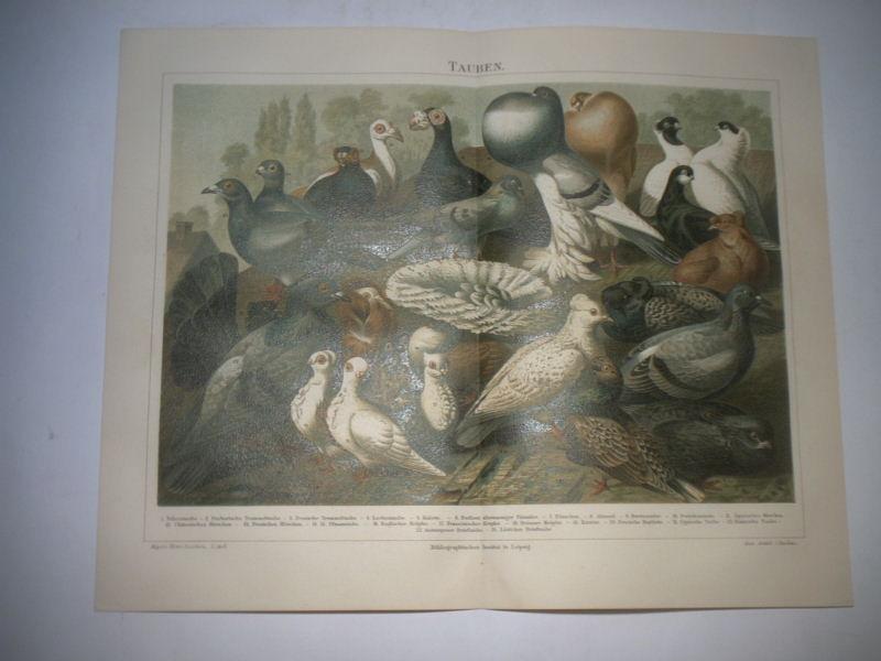 tauben - ZVAB