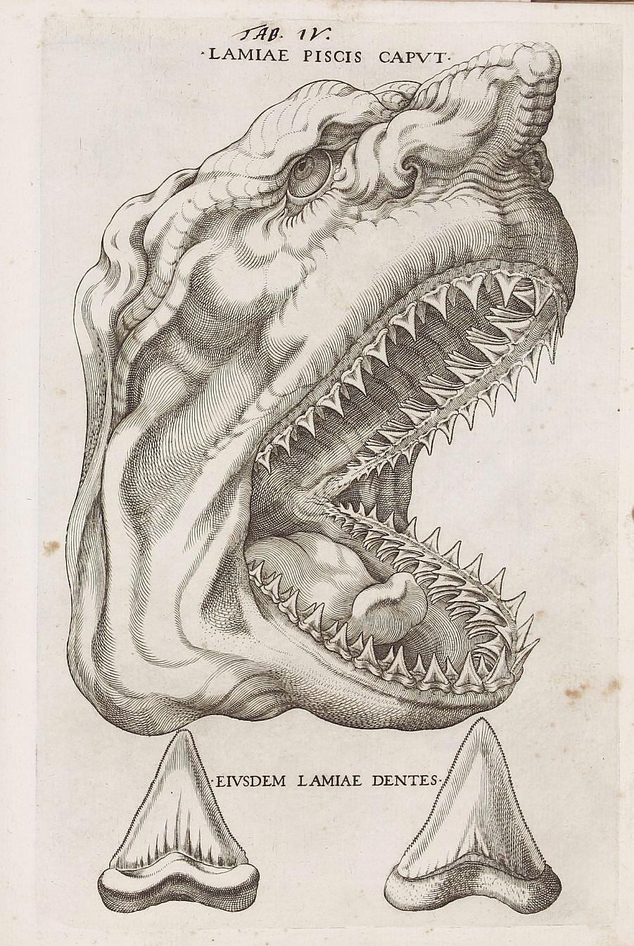 Elementorum myologiae specimen, seu musculi descriptio geometrica. Cui ...