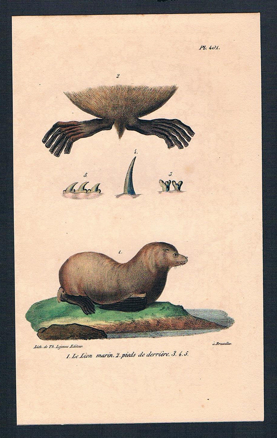 Seelöwe sea lion Robbe Robben animal animals Lithographie lithography ...