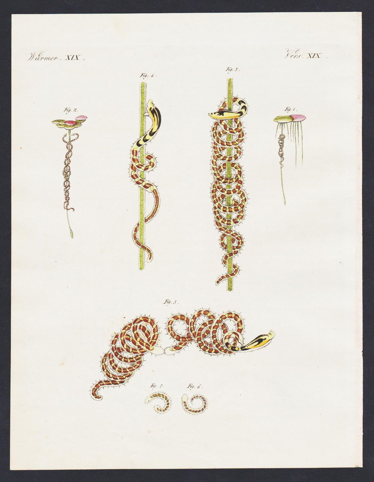 "Würmer XIX - Die geschlängelste Naide" - Ophidonais serpentina ...