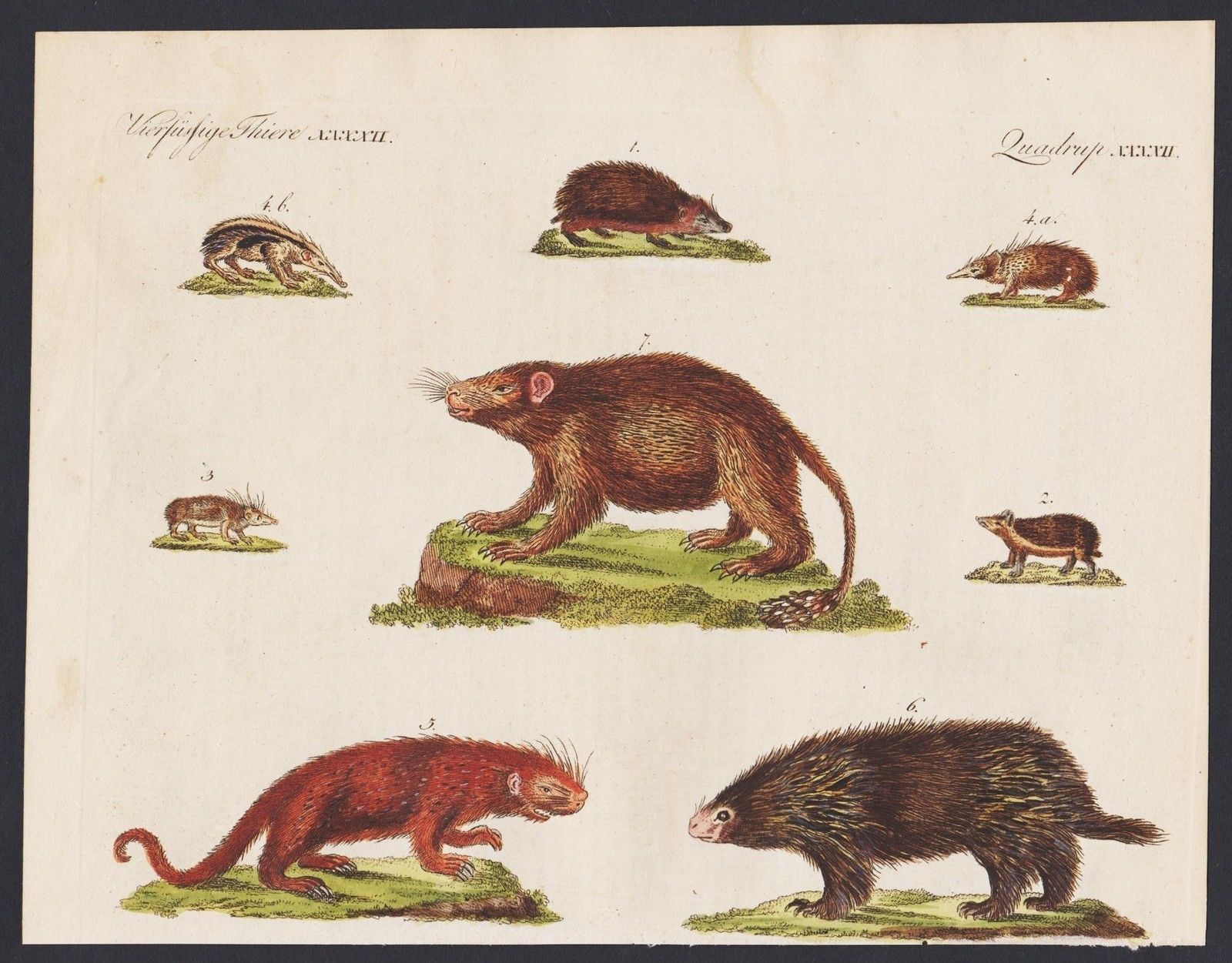 "Vierfüssige Thiere XXXXII / Quadrup. XXXXII - Stachel-Thiere - Der ...