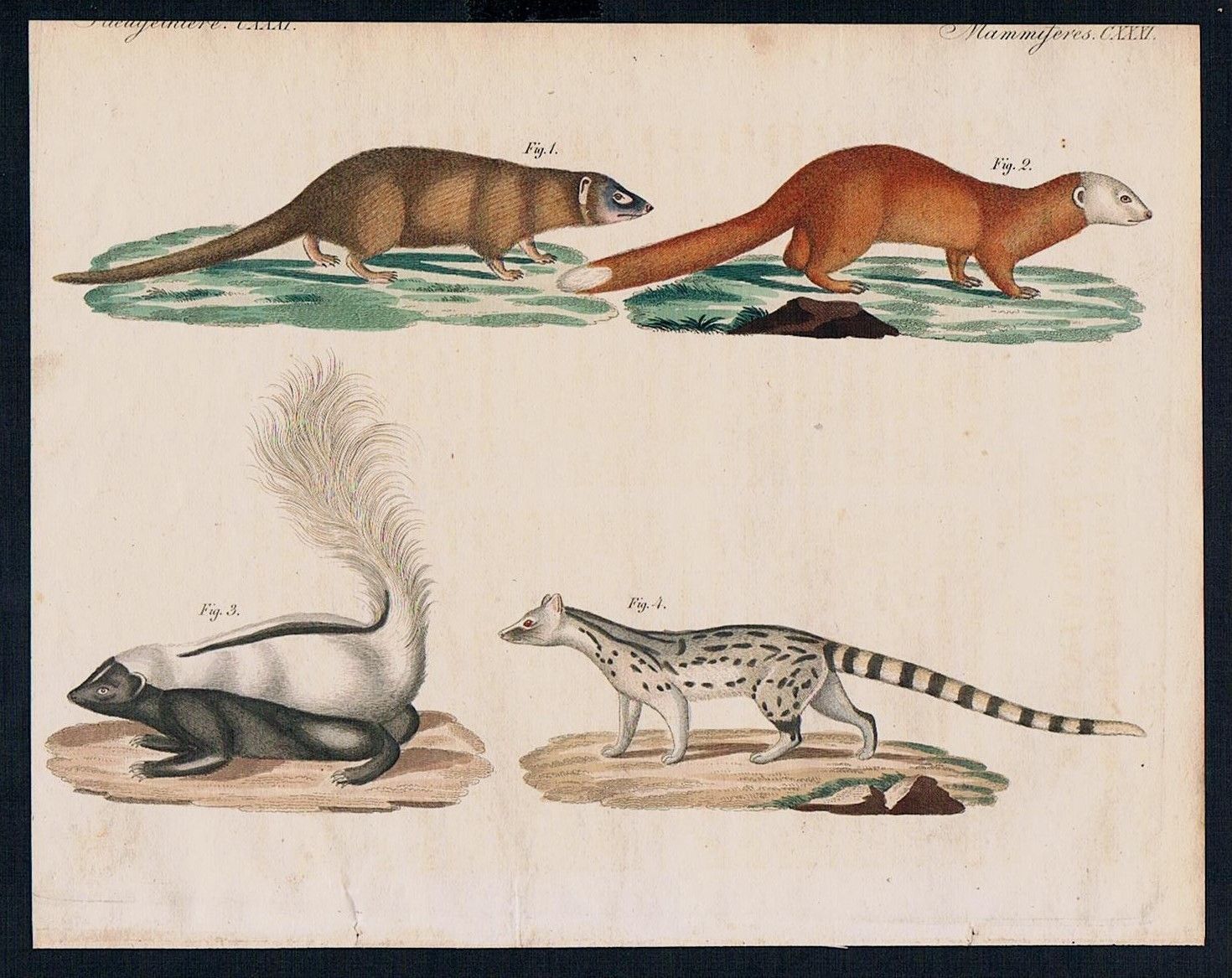 Frettchen Manguste Stinktier skunk / Bilderbuch für Kinder von Bertuch ...