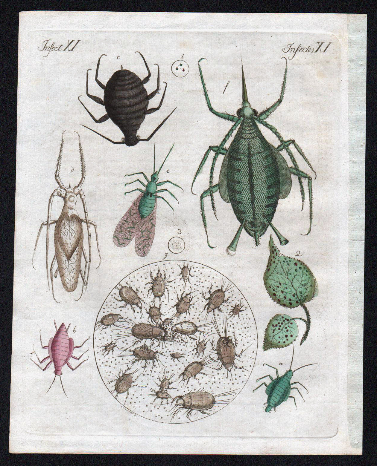 "Insecten XI / Insectes XI - Die Blattlaus - Die Mehl und Käfermilbe ...