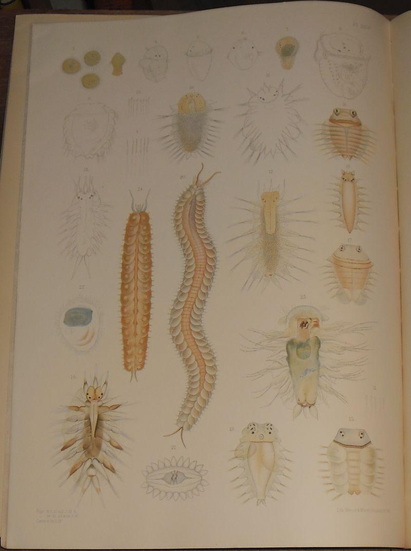 A Monograph of the British Annelids. Part II. Polycheata. Amphinomidae ...