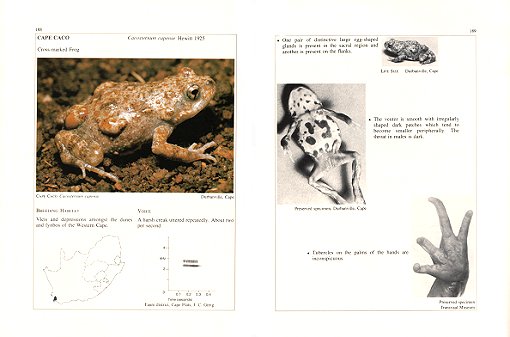 South African frogs: a complete guide. by Passmore, Neville and Vincent ...