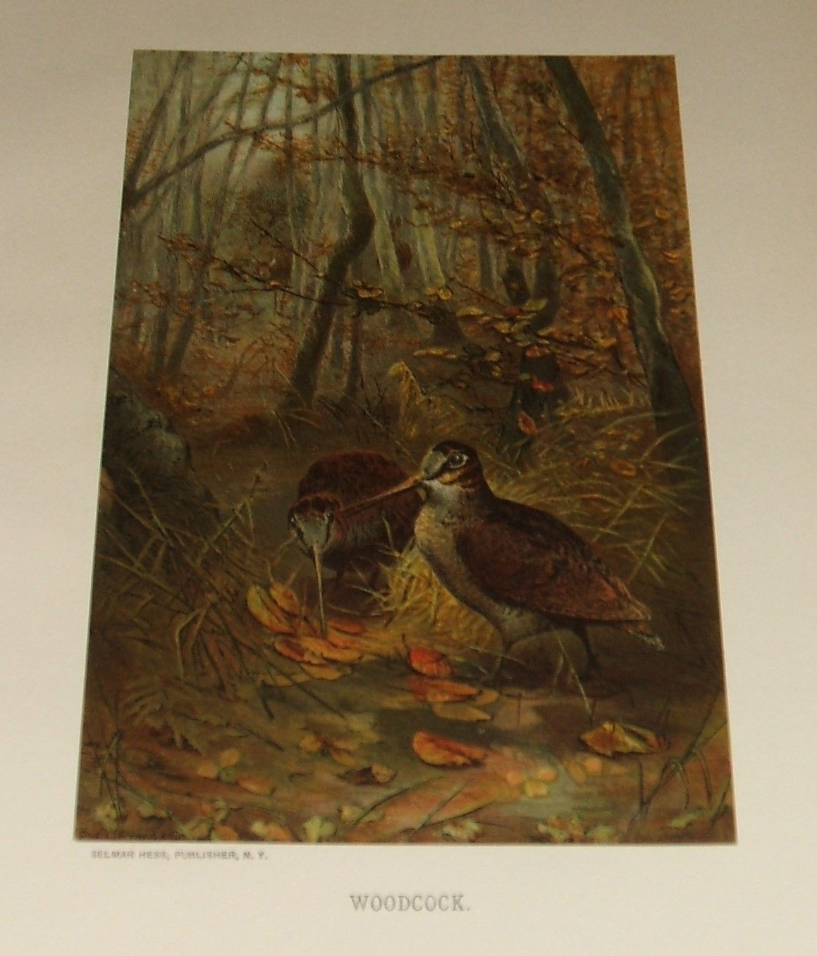 Woodcock Chromolithograph by Louis Prang & Co.: Fine stationery (1885 ...