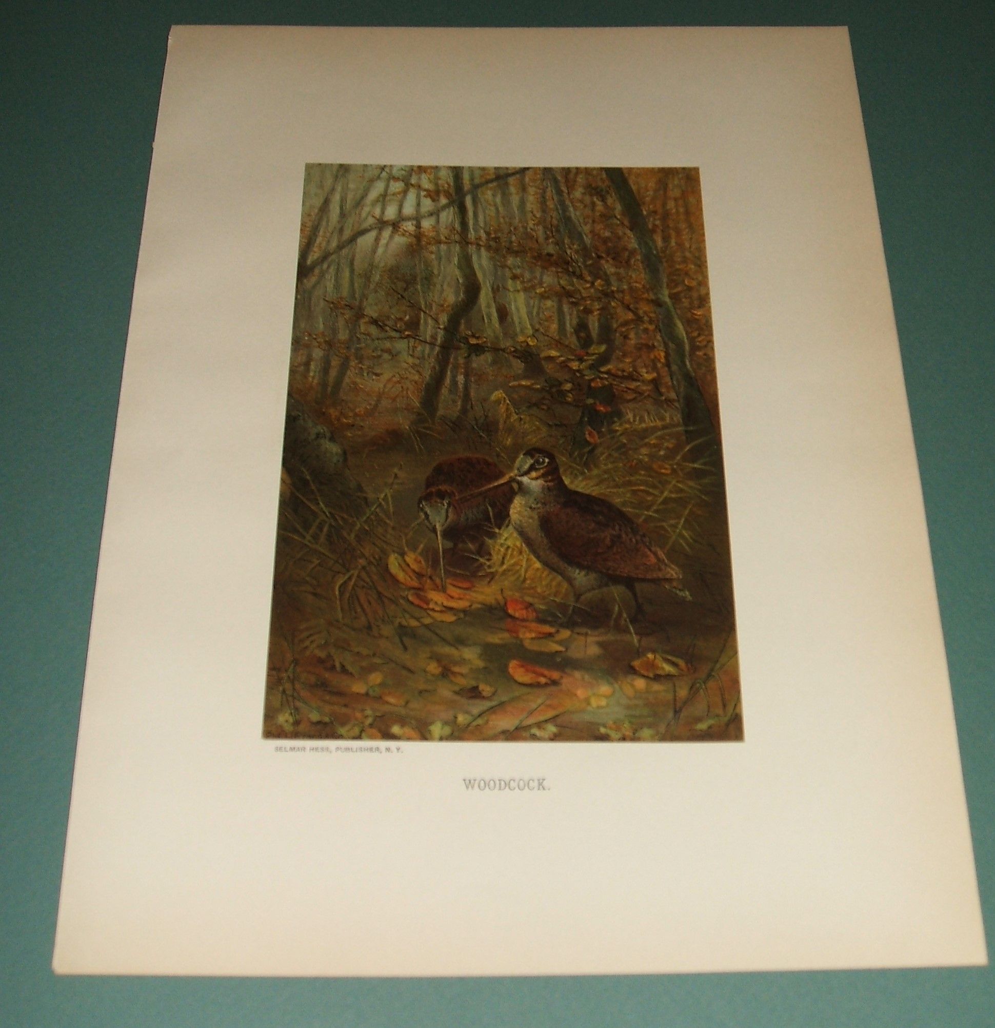 Woodcock Chromolithograph by Louis Prang & Co.: Fine stationery (1885 ...