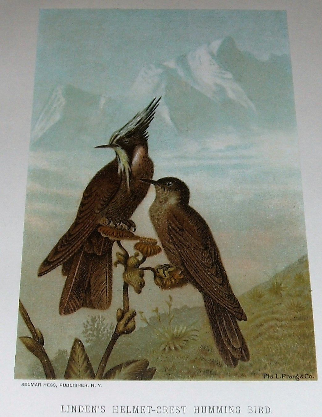 Linden's Helmet-Crest Humming Bird Chromolithograph by Louis Prang & Co ...