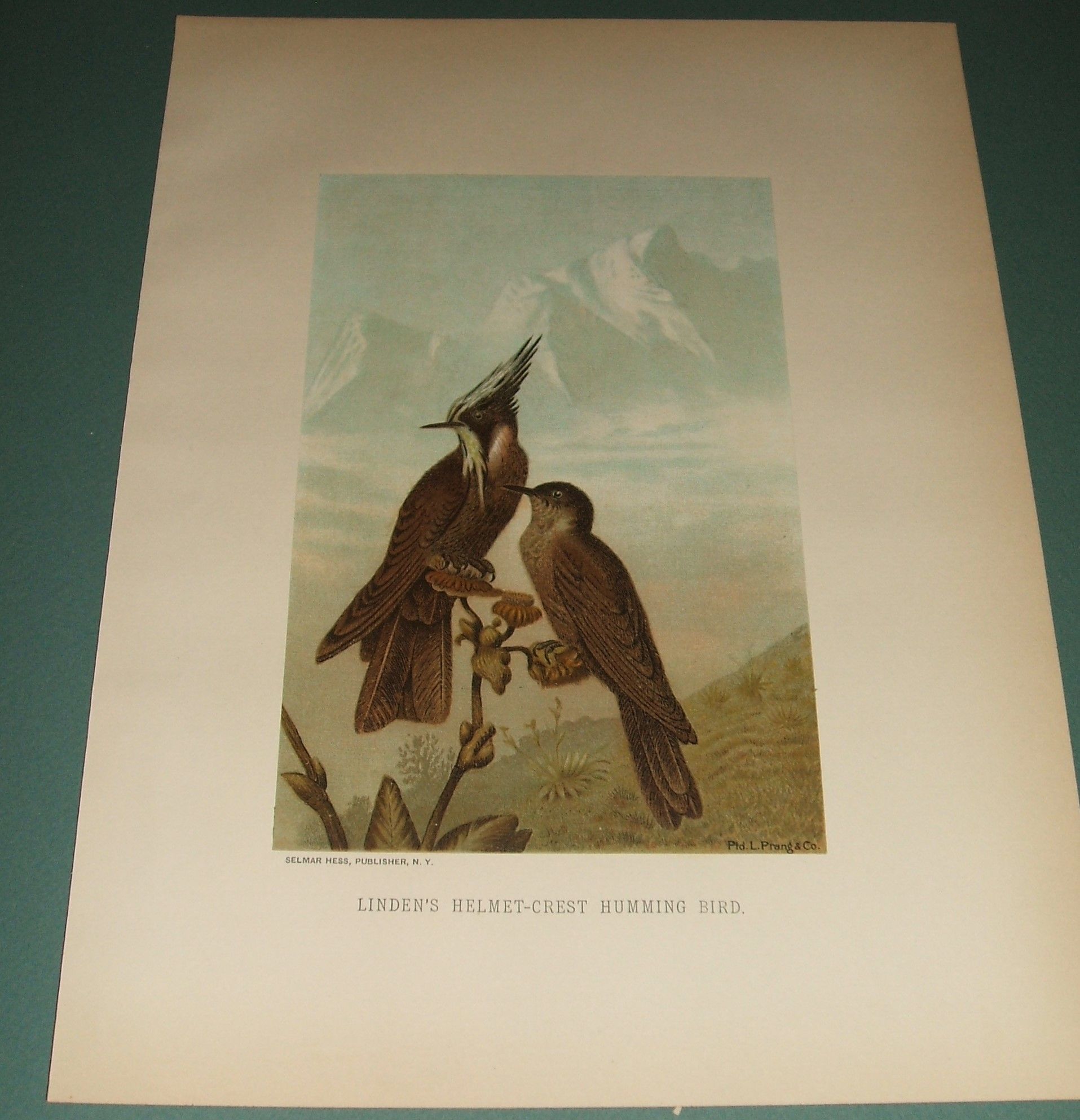 Linden's Helmet-Crest Humming Bird Chromolithograph by Louis Prang & Co ...