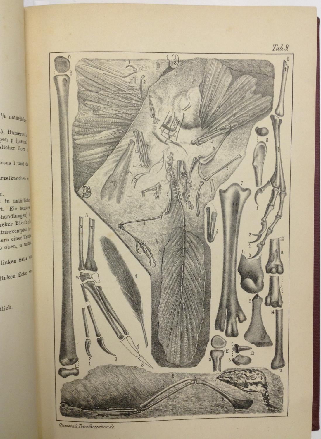 Handbuch der Petrefaktenkunde. Mit einem Atlas von 100 Tafeln nebst ...