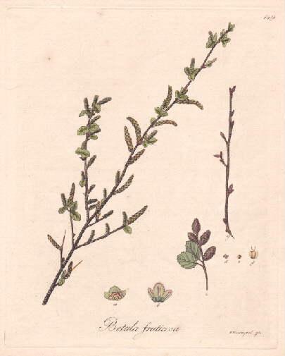 Betula fruticosa (Strauchbirke, heute Betula humilis). Kolorierter ...