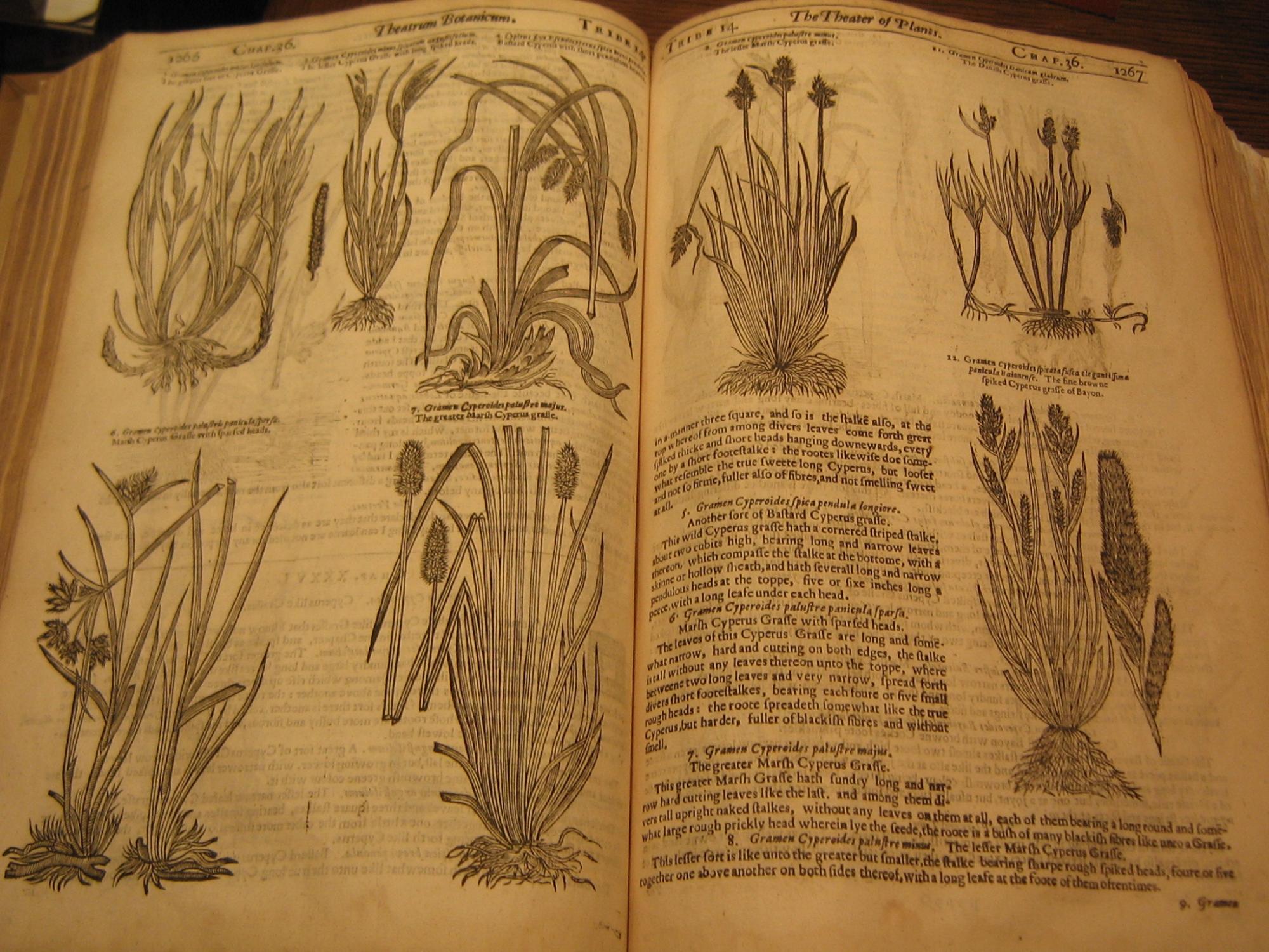 THEATRUM BOTANICUM, THE THEATER OF PLANTS OR A UNIVERSAL AND COMPLETE ...