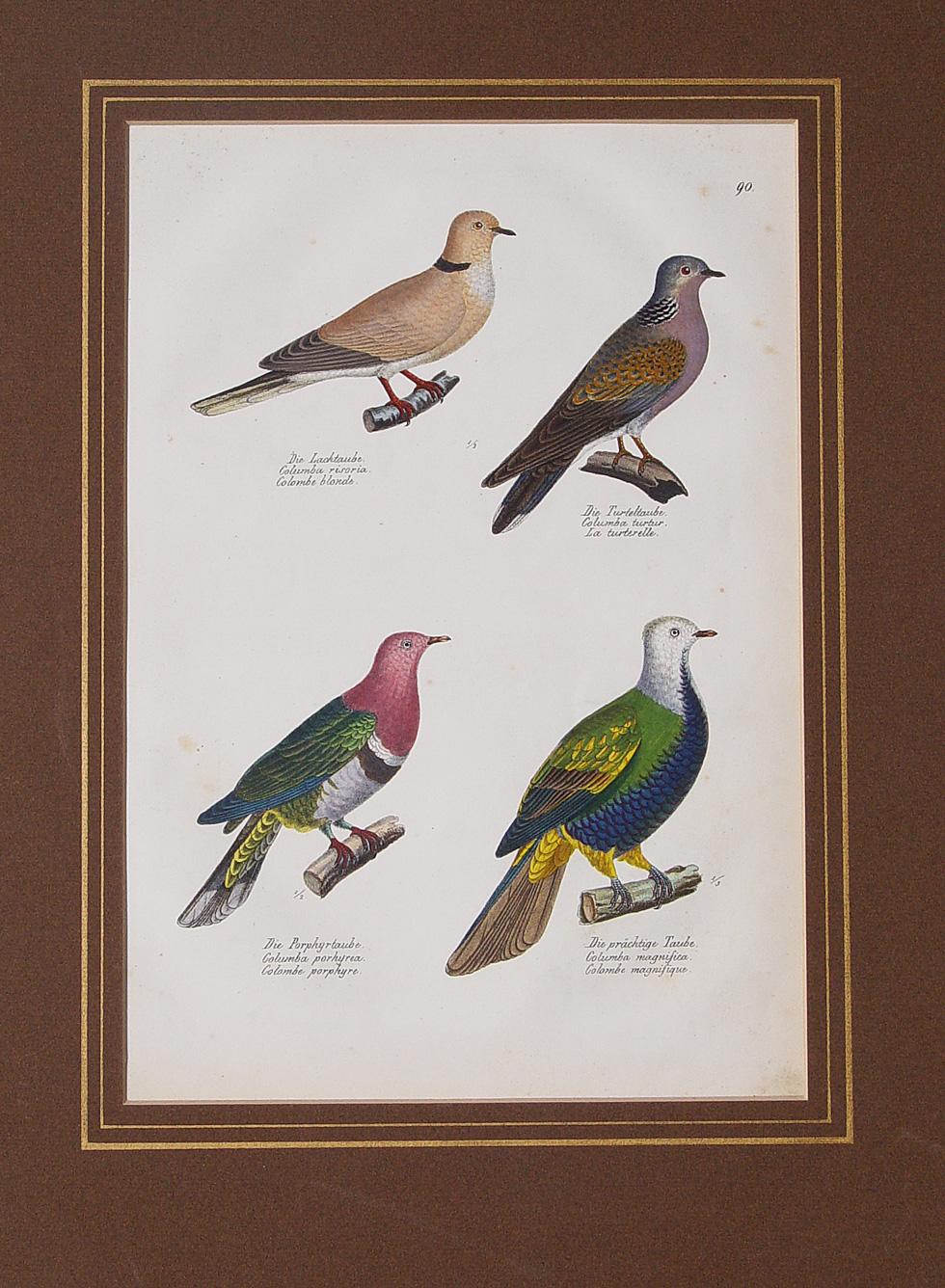 "Lachtaube, Turteltaube, Porphyrtaube, prächtige Taube" vier ...