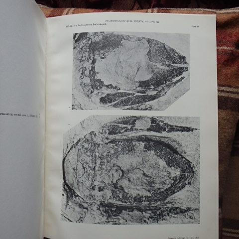 The Old Red Sandstone Antiarchs of Scotland: Family Bothriolepididae ...