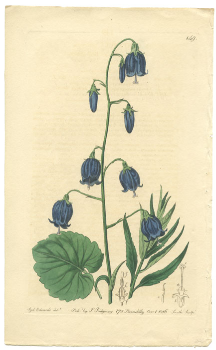 Campanula coronata. Crowned siberian Bell-flower. by BELL-FLOWER ...