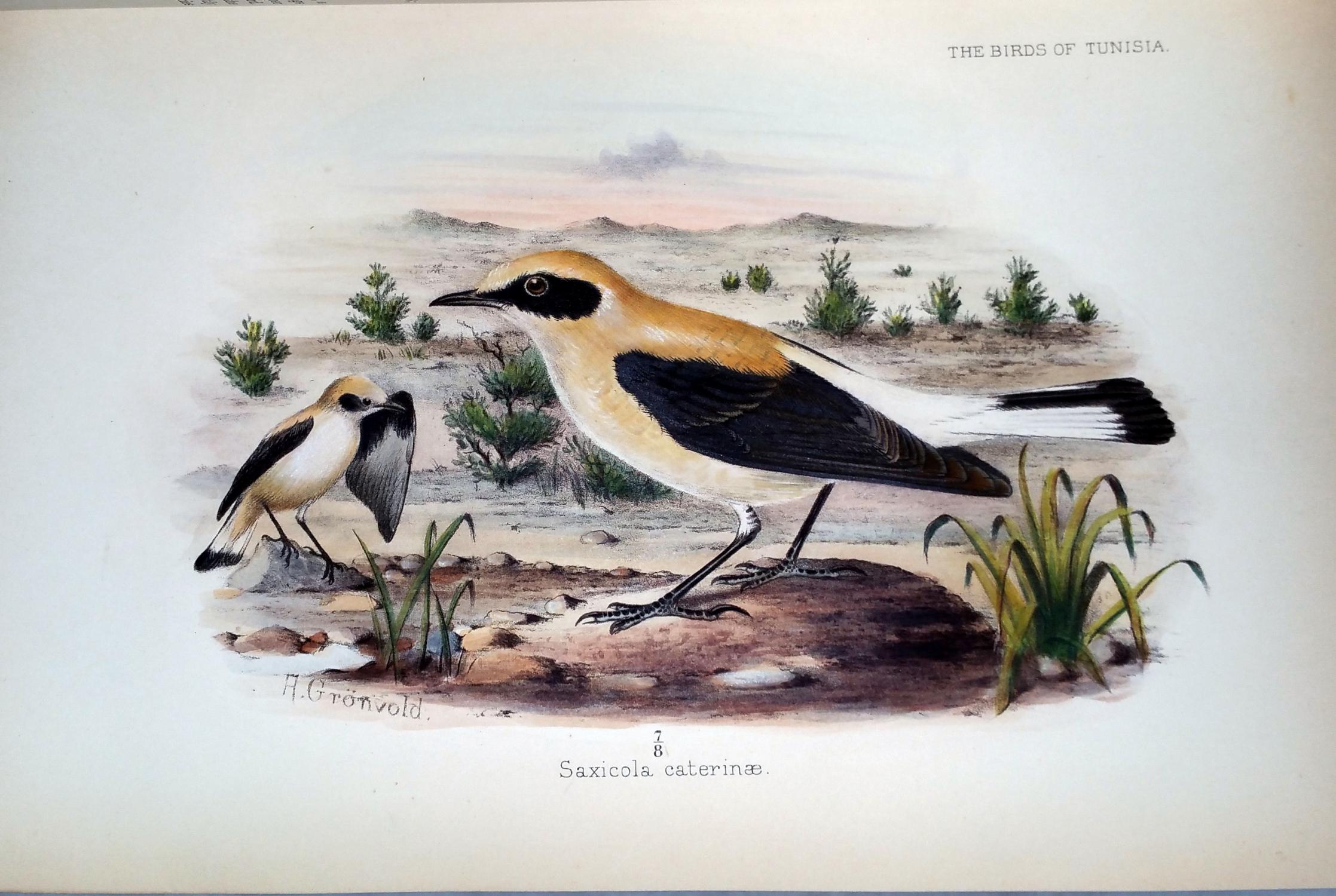 The Birds of Tunisia: Being a History of the Birds Found in the Regency ...
