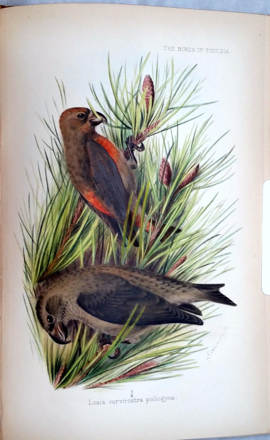 The Birds of Tunisia: Being a History of the Birds Found in the Regency ...