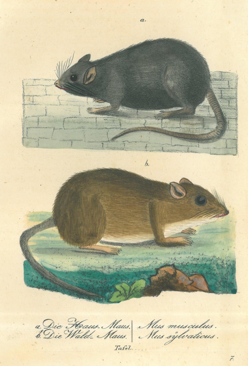 NAGETIERE. - Maus. "a. Die Haus-Maus. b. Die Wald-Maus". Zwei ...