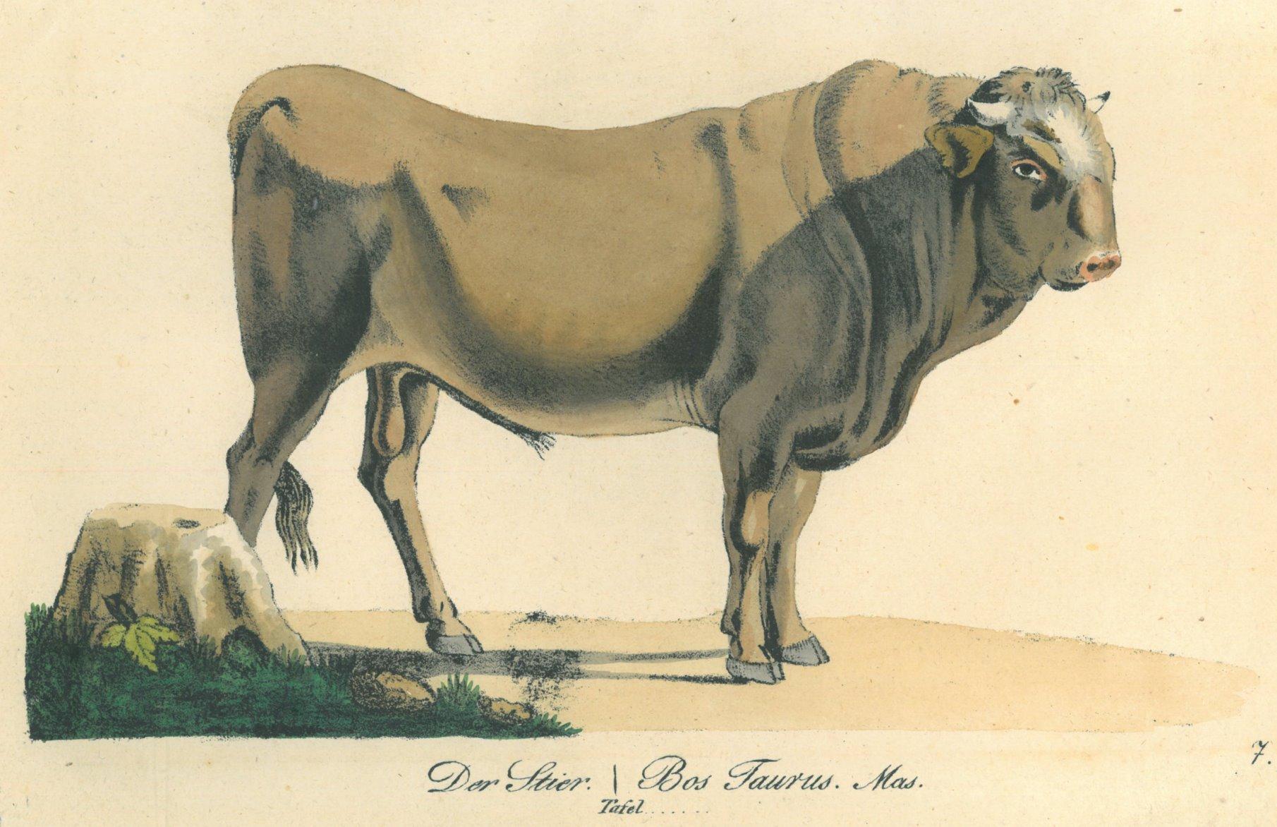 RINDER. - Stier. "Der Stier".: Kunst / Grafik / Poster | Franziska ...