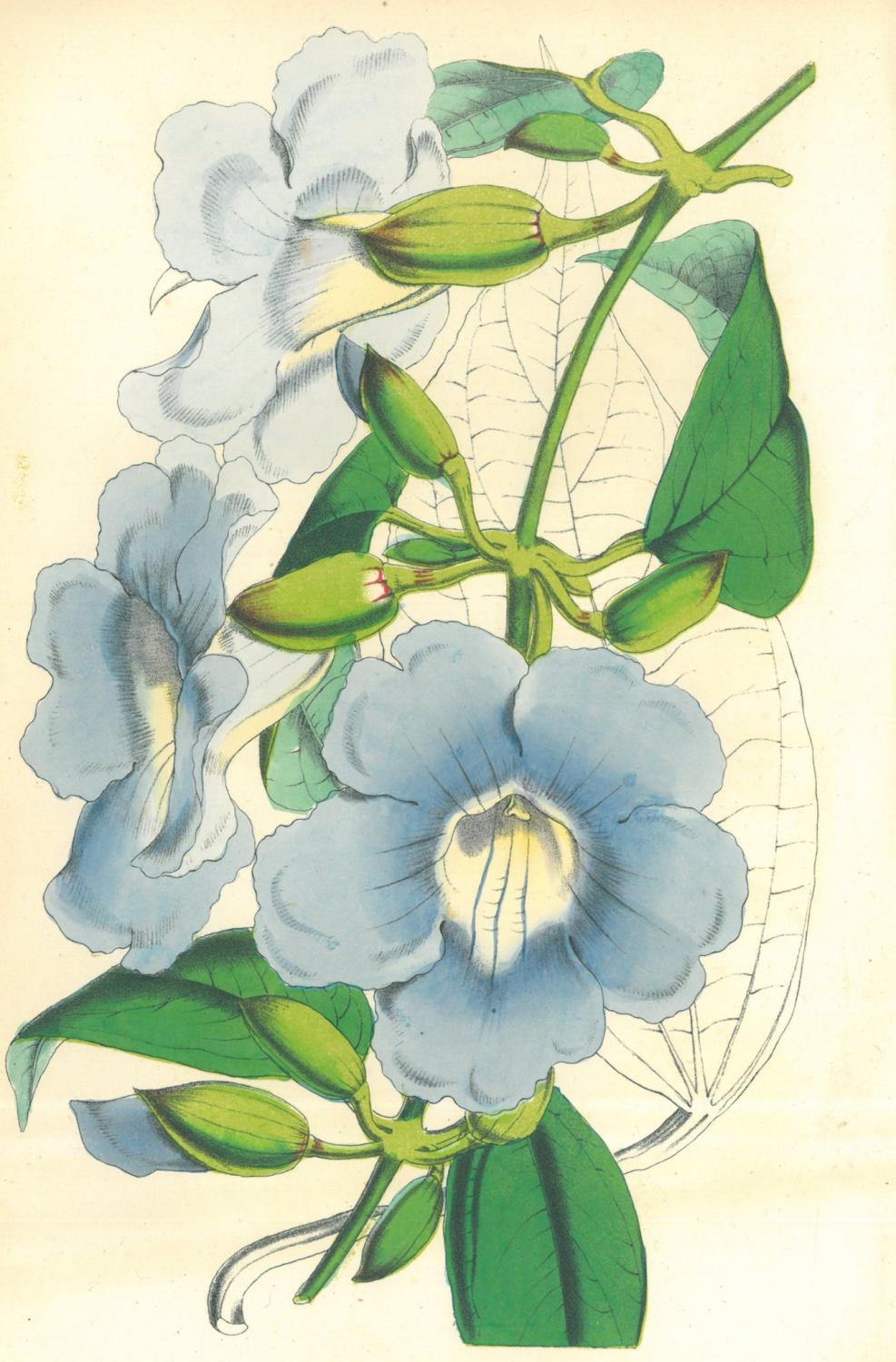 HEILPFLANZEN. - Rang Jued. "Thunbergia laurifolia" mit den typischen ...