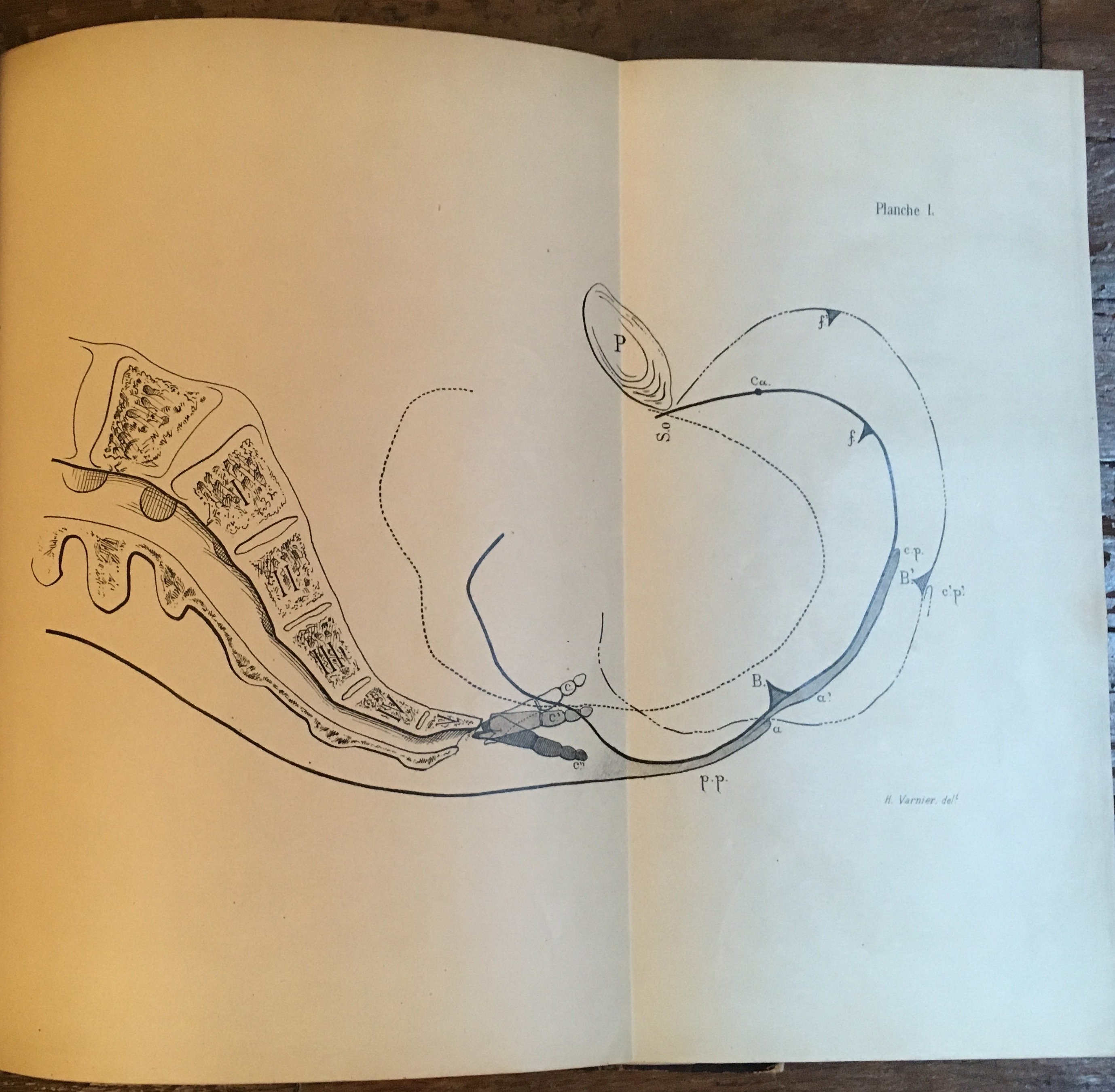 Du détroit inférieur musculaire du bassin obstétrical par Henri Varnier ...
