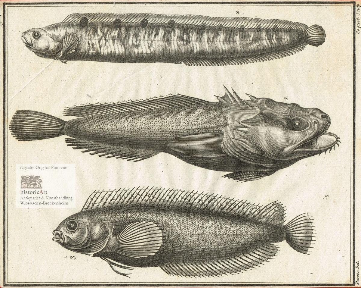 Batrachoide Tau. Blennie Gunnel. Blennie Pointillé. Krötenfisch ...
