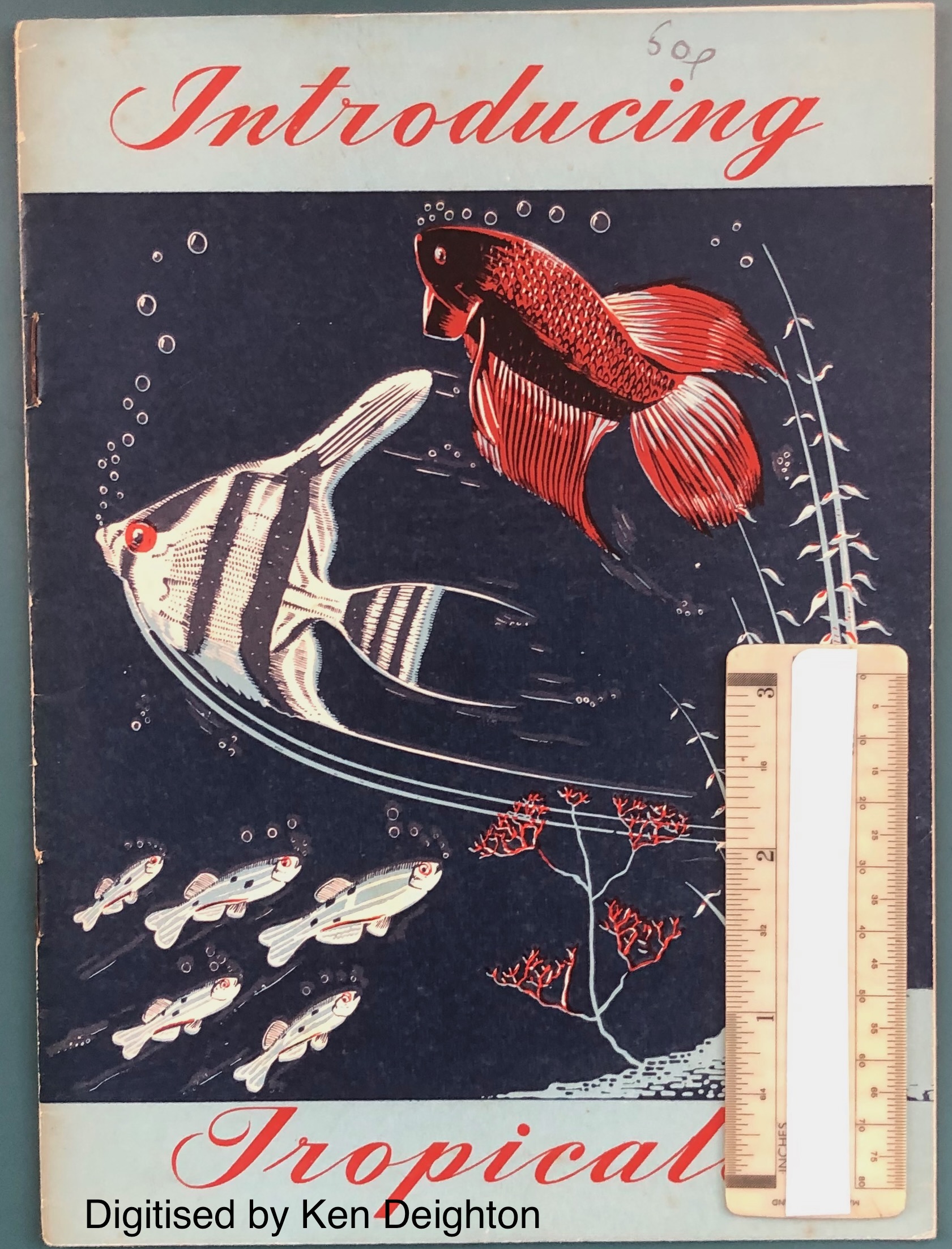 Introducing Tropicals by anonymous: Near Fine Soft cover (1950) 1st ...